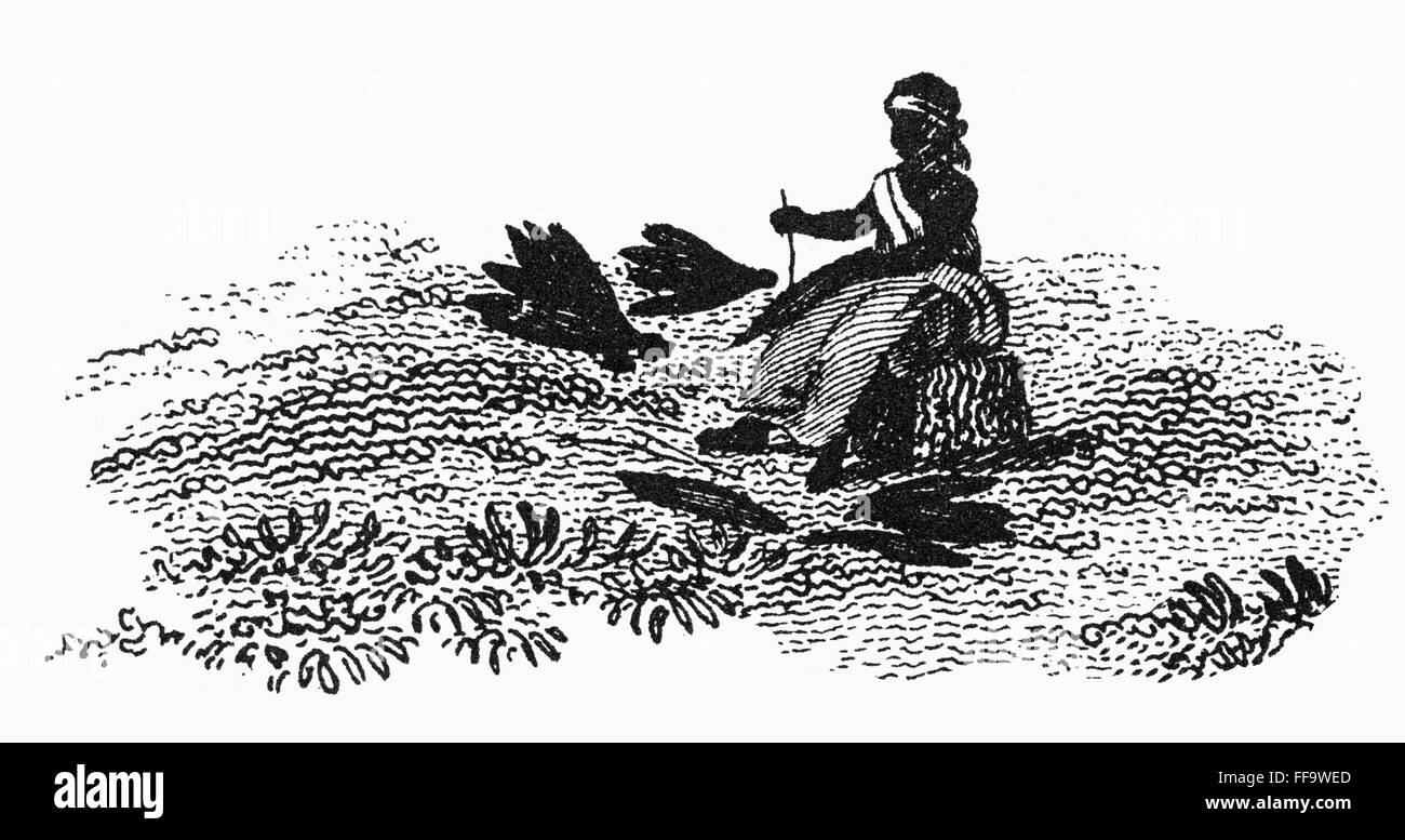 VIRGINIA: TOBACCO CULTURE. /nThe culture of tobacco in Virginia ...