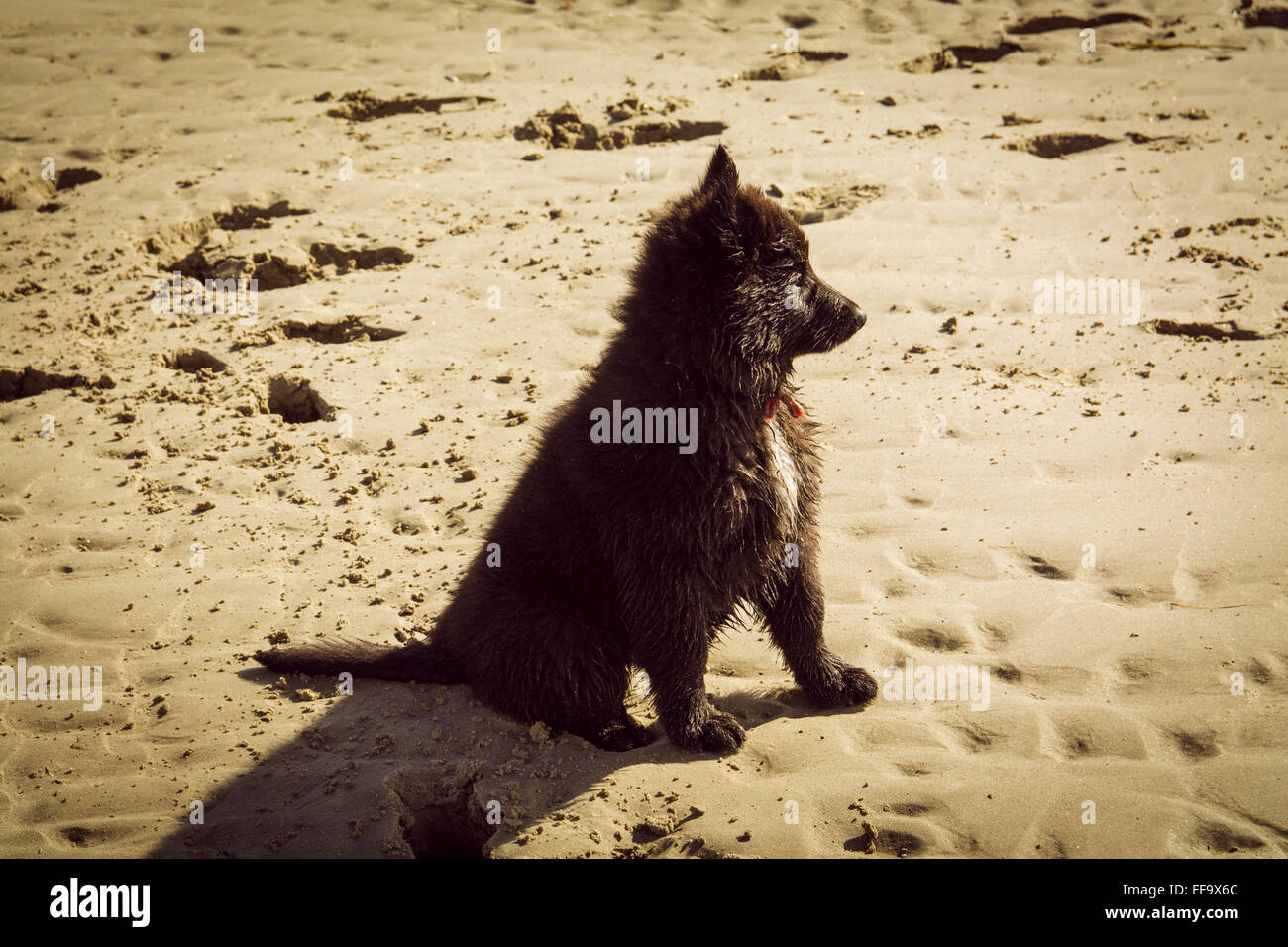 Puppy Dog Sitting On Sand At Beach Stock Photo - Alamy