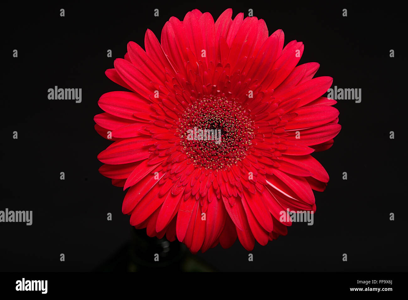 Pistil and bud hi-res stock photography and images - Alamy