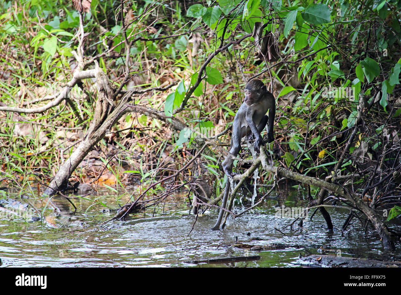 KUCHING/MALAYSIA - CIRCA NOVEMBER 2015: A wet macaque climbing a tree ...