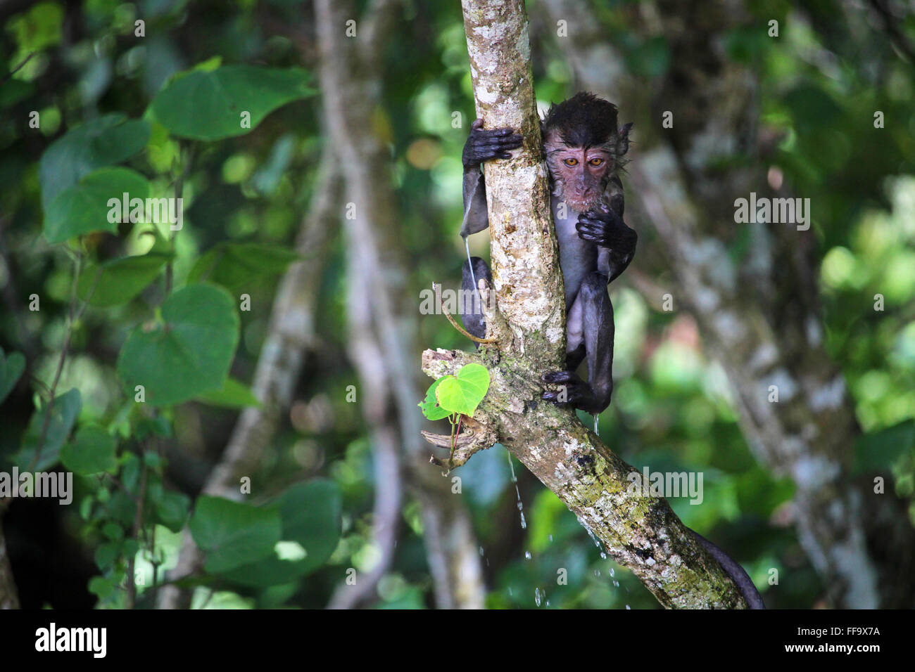 Macaque jumping hi-res stock photography and images - Alamy