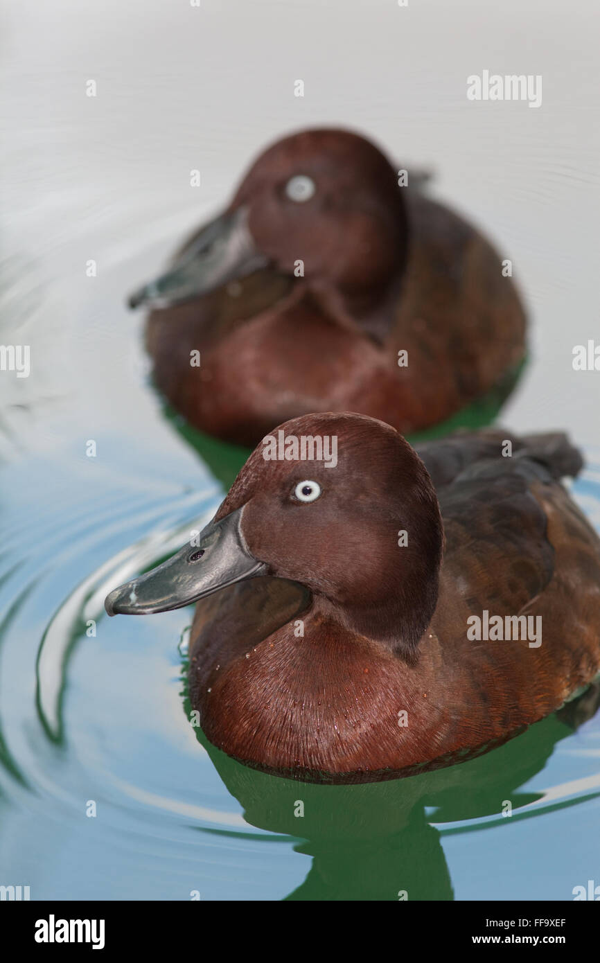 Madagascar Pochard or White-eye (Aytha innotata). Endemic Madagascar ...