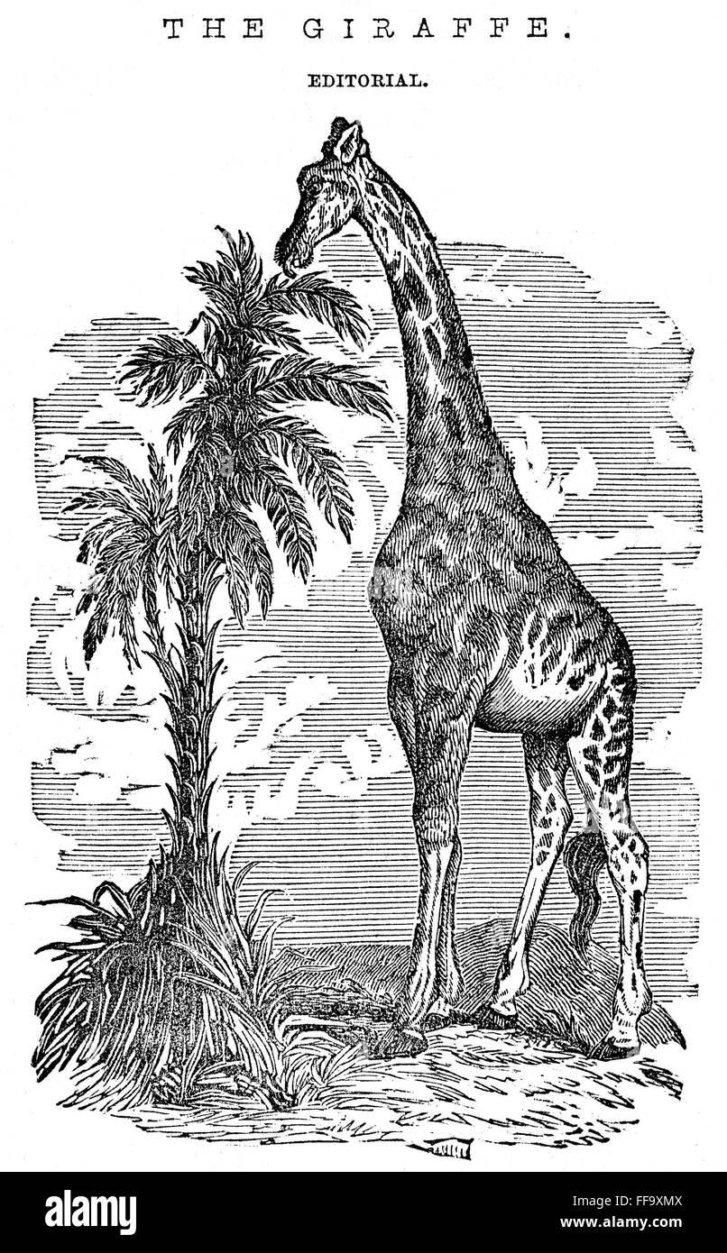 GIRAFFE. /nWood engraving, American, 19th century Stock Photo - Alamy