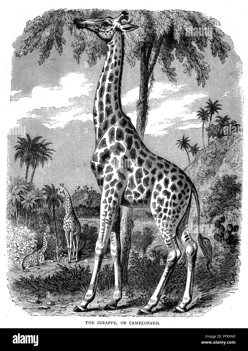 GIRAFFE. /nWood engraving, 19th century Stock Photo - Alamy