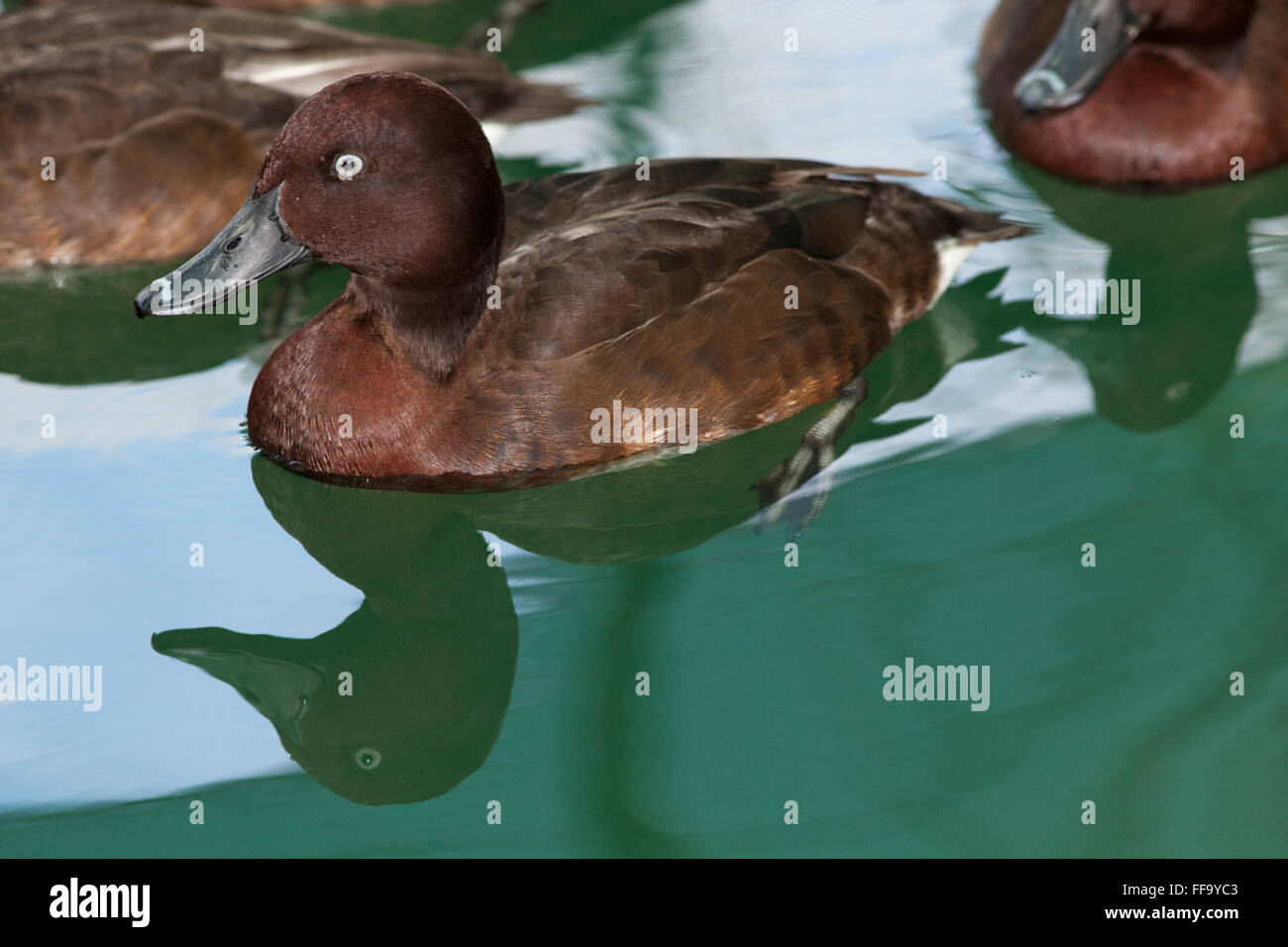 Madagascar duck hi-res stock photography and images - Alamy