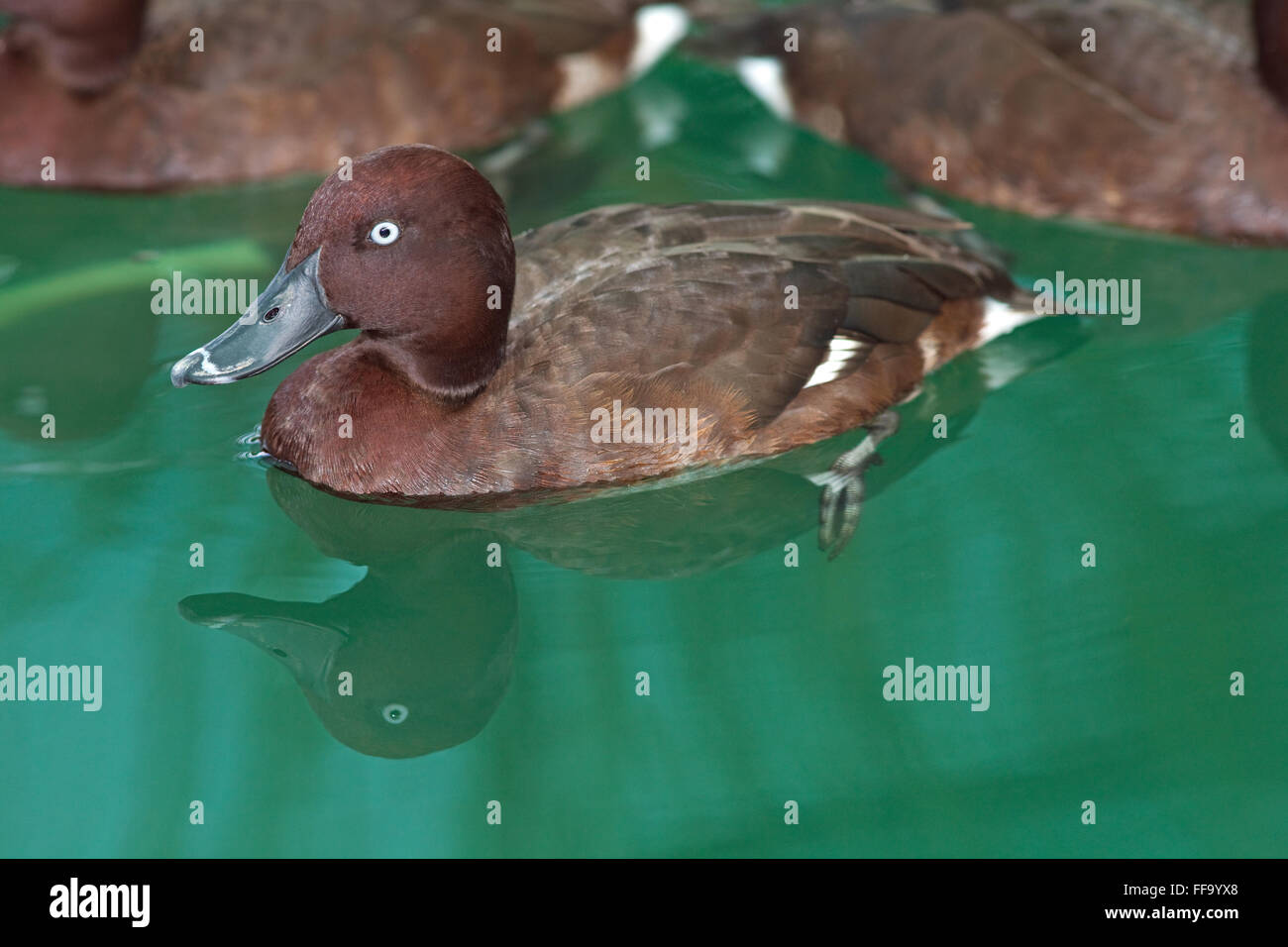 Innotata hi-res stock photography and images - Alamy