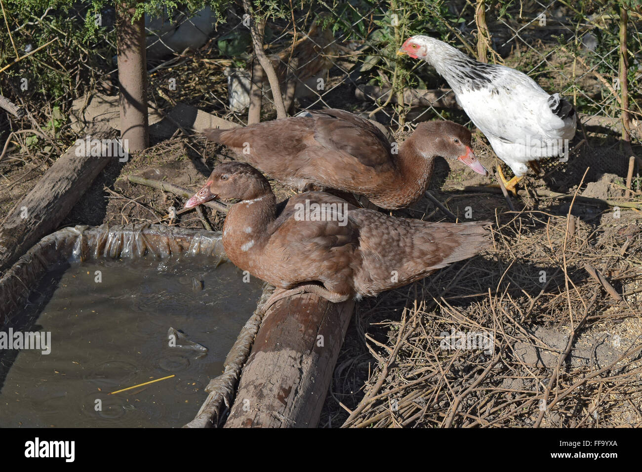 Gray muscovy duck hi-res stock photography and images - Alamy