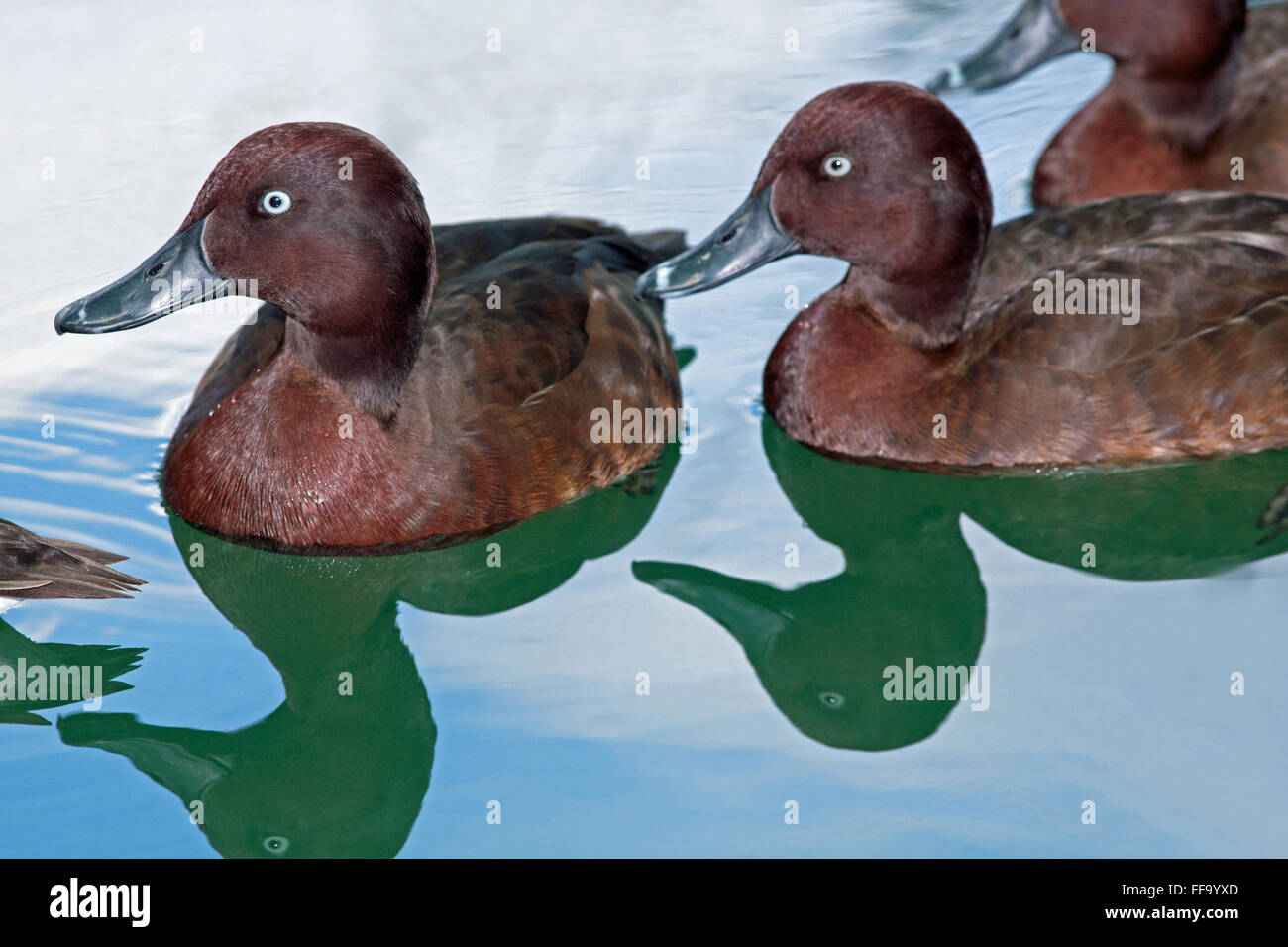 Madagascar Pochard or White-eye (Aytha innotata). Endemic Madagascar ...