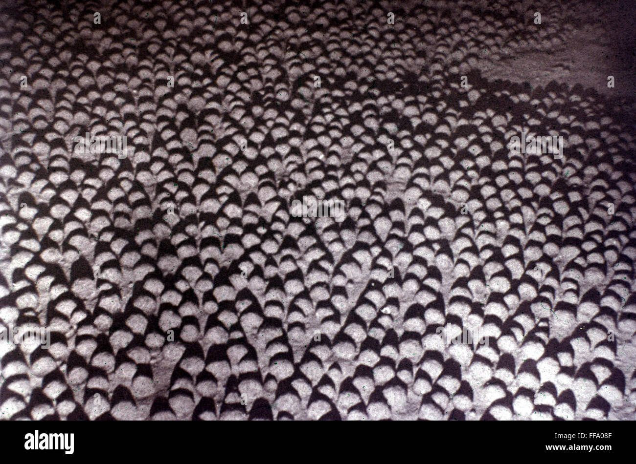 MANGANESE NODULES /nat a depth of 5,526 meters in the mid-Atlantic ...