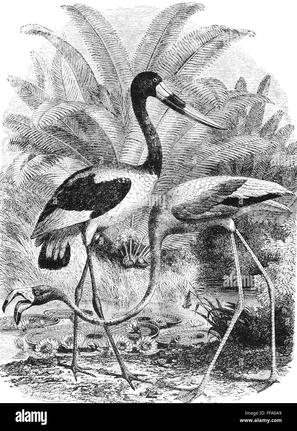 FLAMINGO & JABIRU. /nWood engraving Stock Photo - Alamy