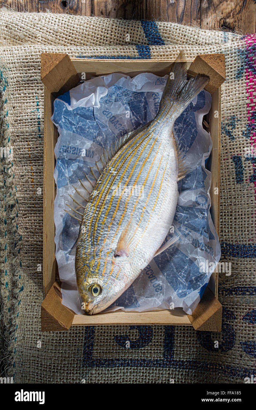 Sarpa salpa, known commonly as the Salema, Salema porgy, Cow bream or ...