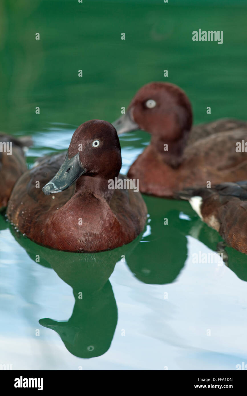 Innotata hi-res stock photography and images - Alamy