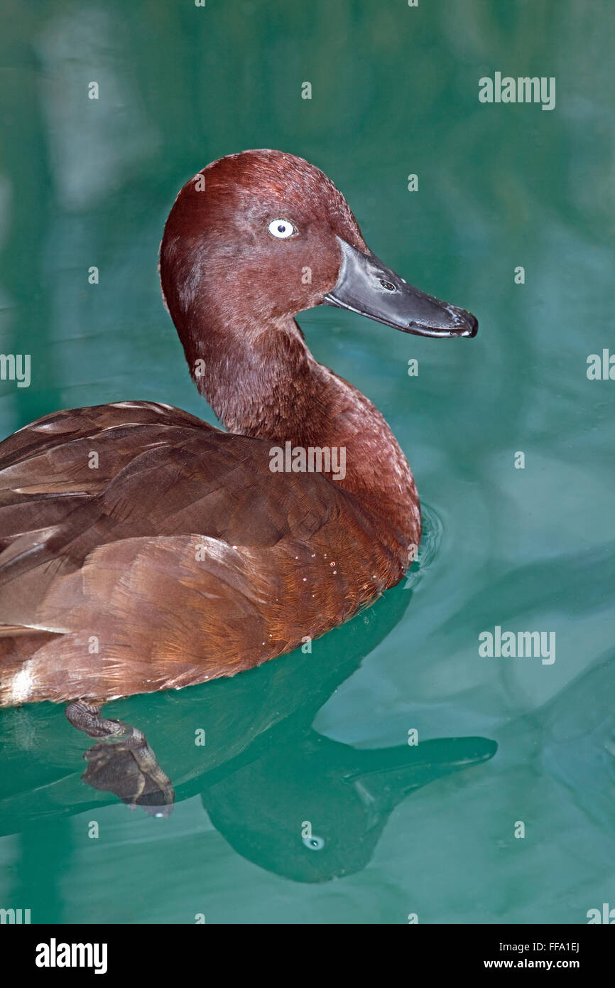 Madagascar Pochard or White-eye (Aytha innotata). Male. Endemic ...