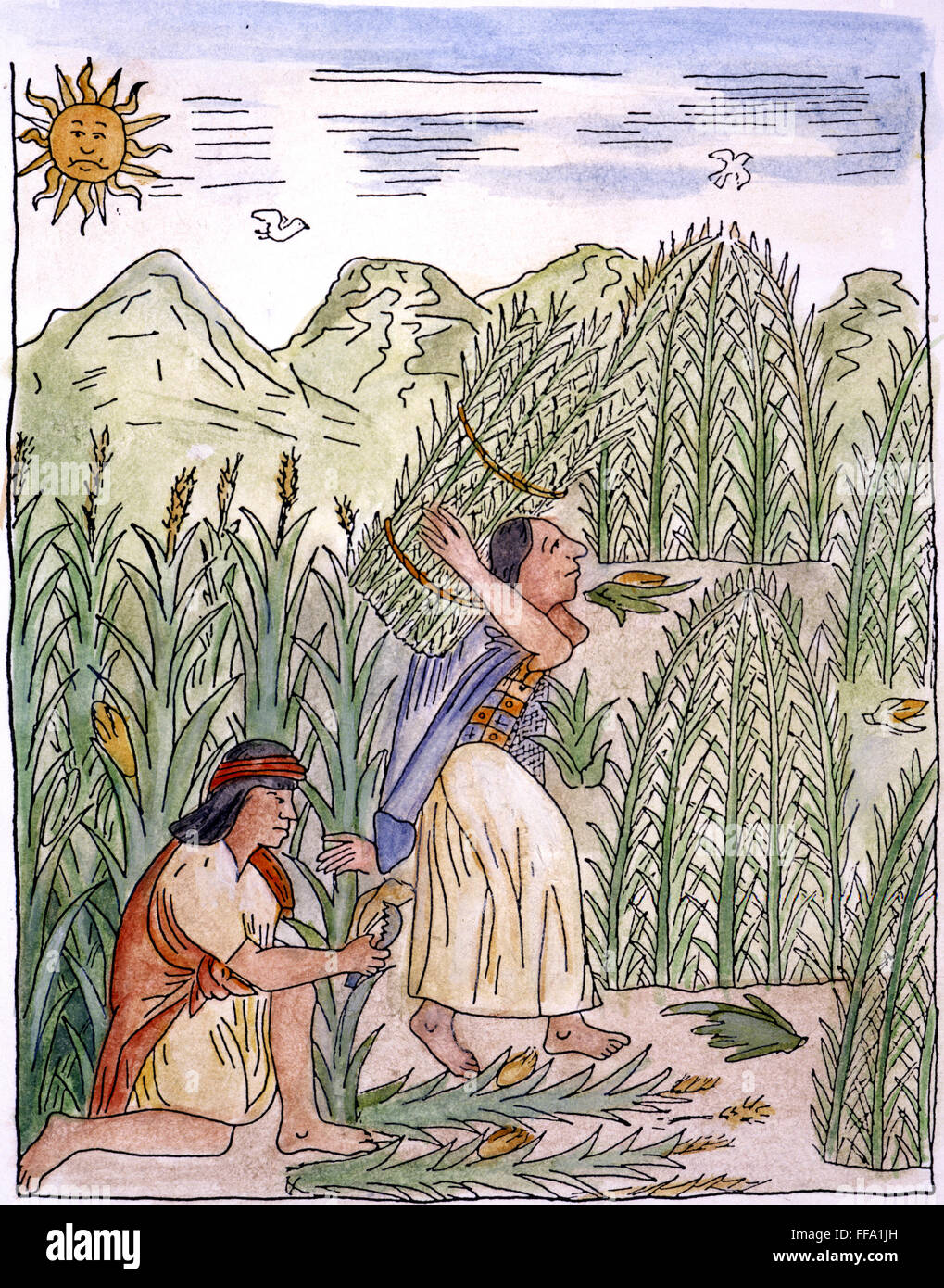 INCA HARVESTING, c1583. /nIncan farmers harvesting/nthe corn crop. Pen ...