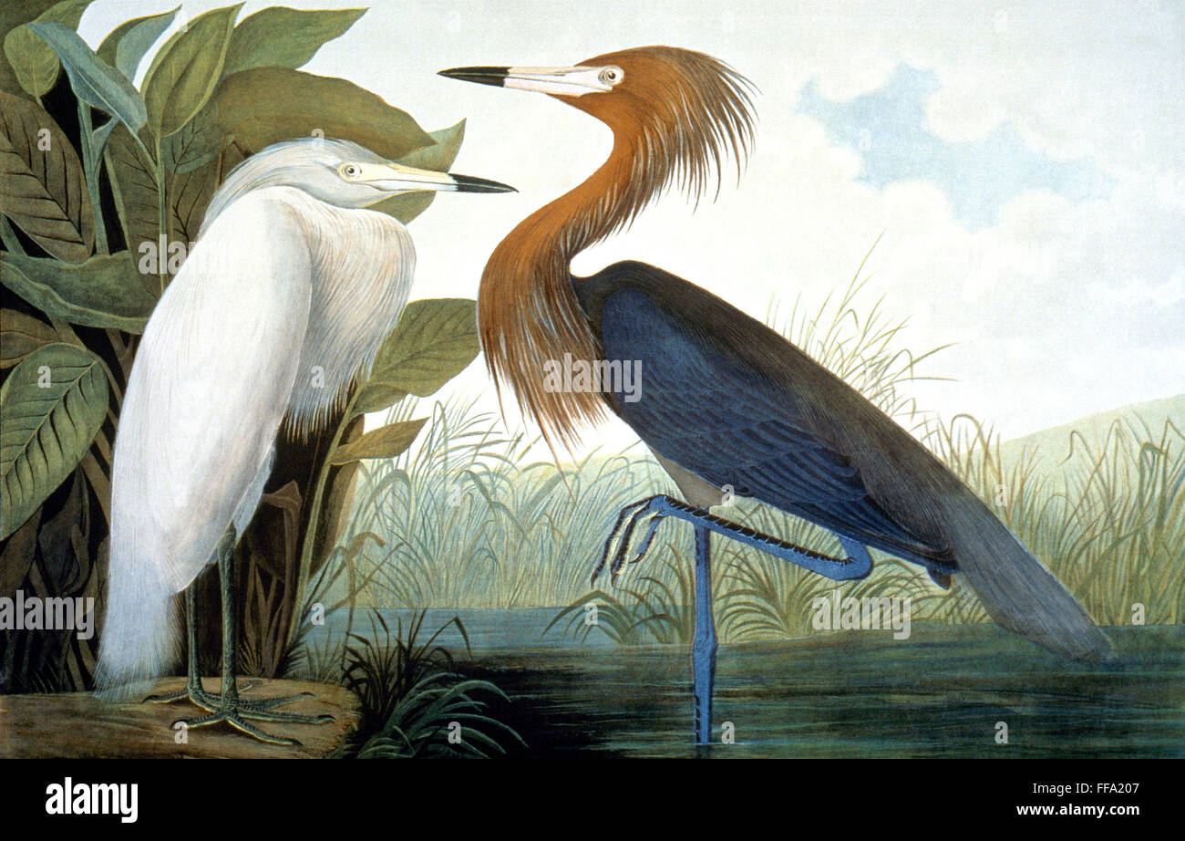 AUDUBON: EGRET. /nReddish Egret, or Purple Heron (Ardea rufescens, or ...