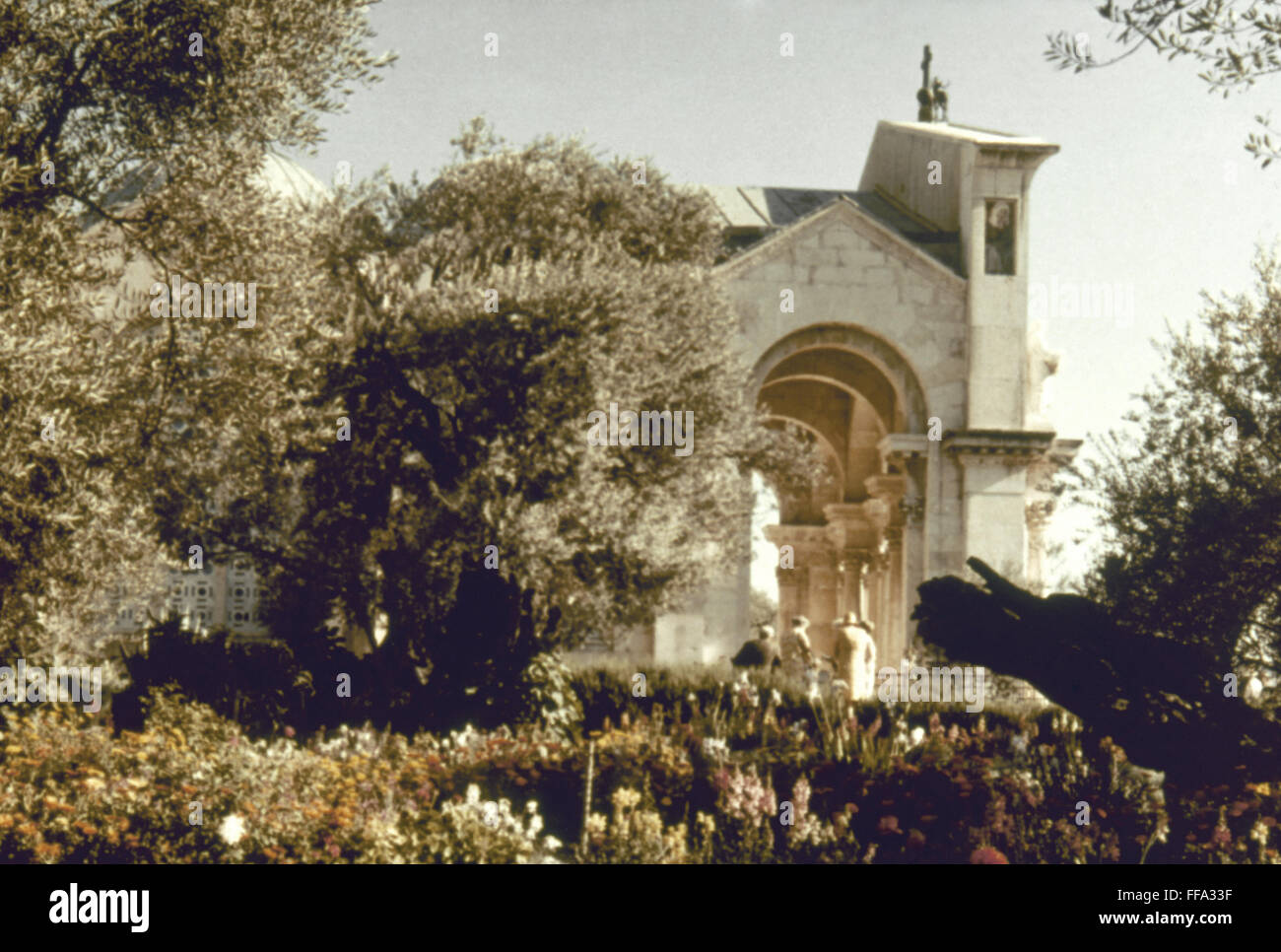 Holy Land Gethsemane Nchristian Jerusalem The Garden Of Gethsemane