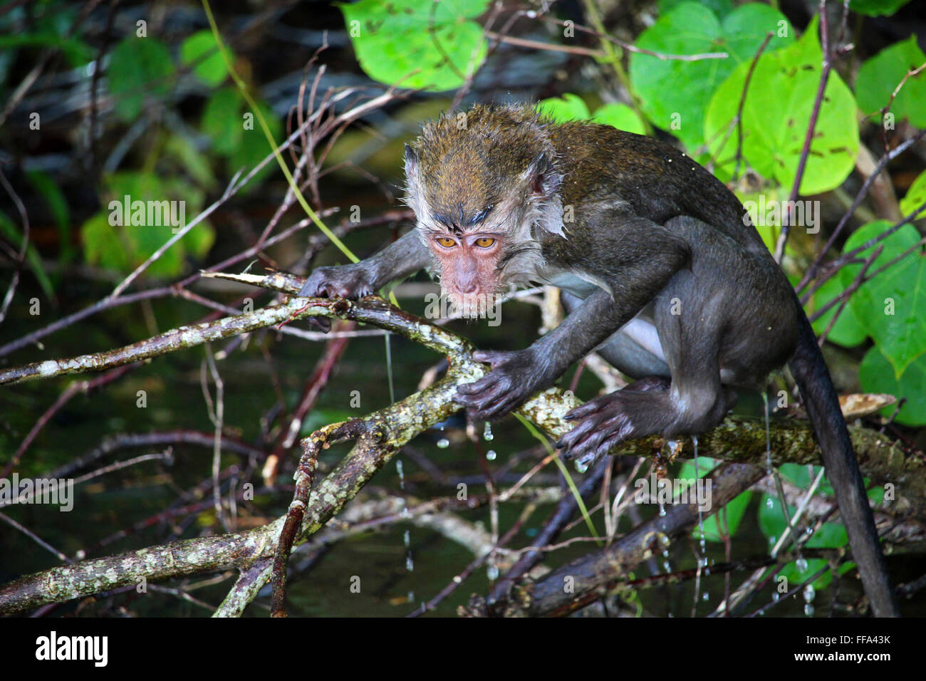 KUCHING/MALAYSIA - CIRCA NOVEMBER 2015: Wet macaque monkey climbing a ...