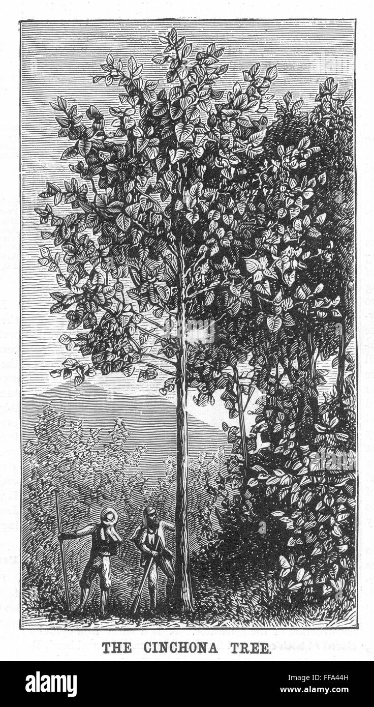 CINCHONA TREE, 1878. /nFrom which quinine is derived: line engraving ...