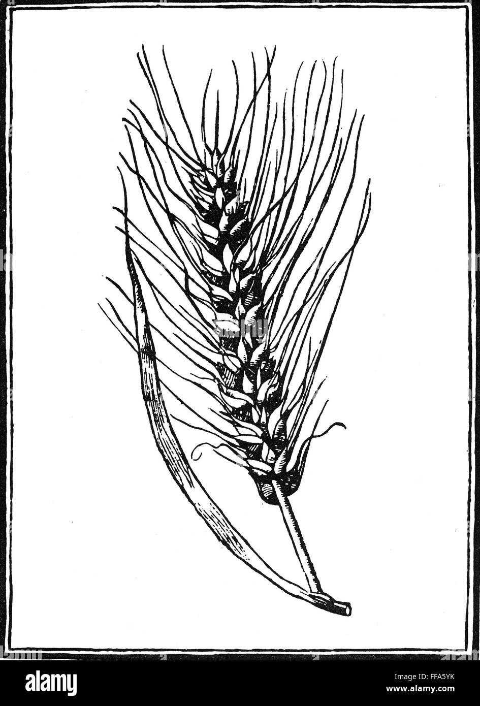 BOTANY: WHEAT, 1579. /nCommon Wheat (Triticum vulgare). Woodcut from ...