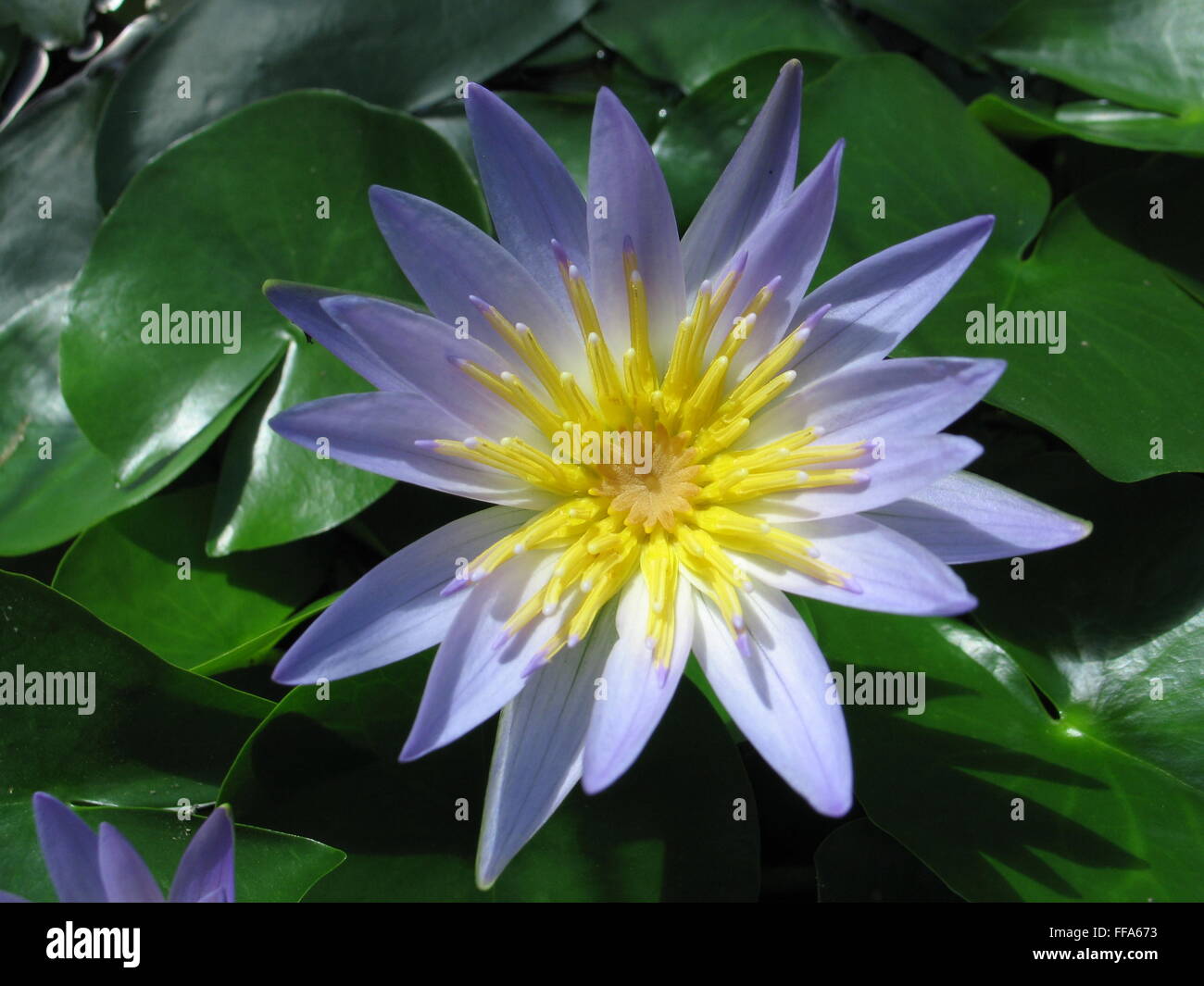 blue sea rose in a garden Stock Photo - Alamy