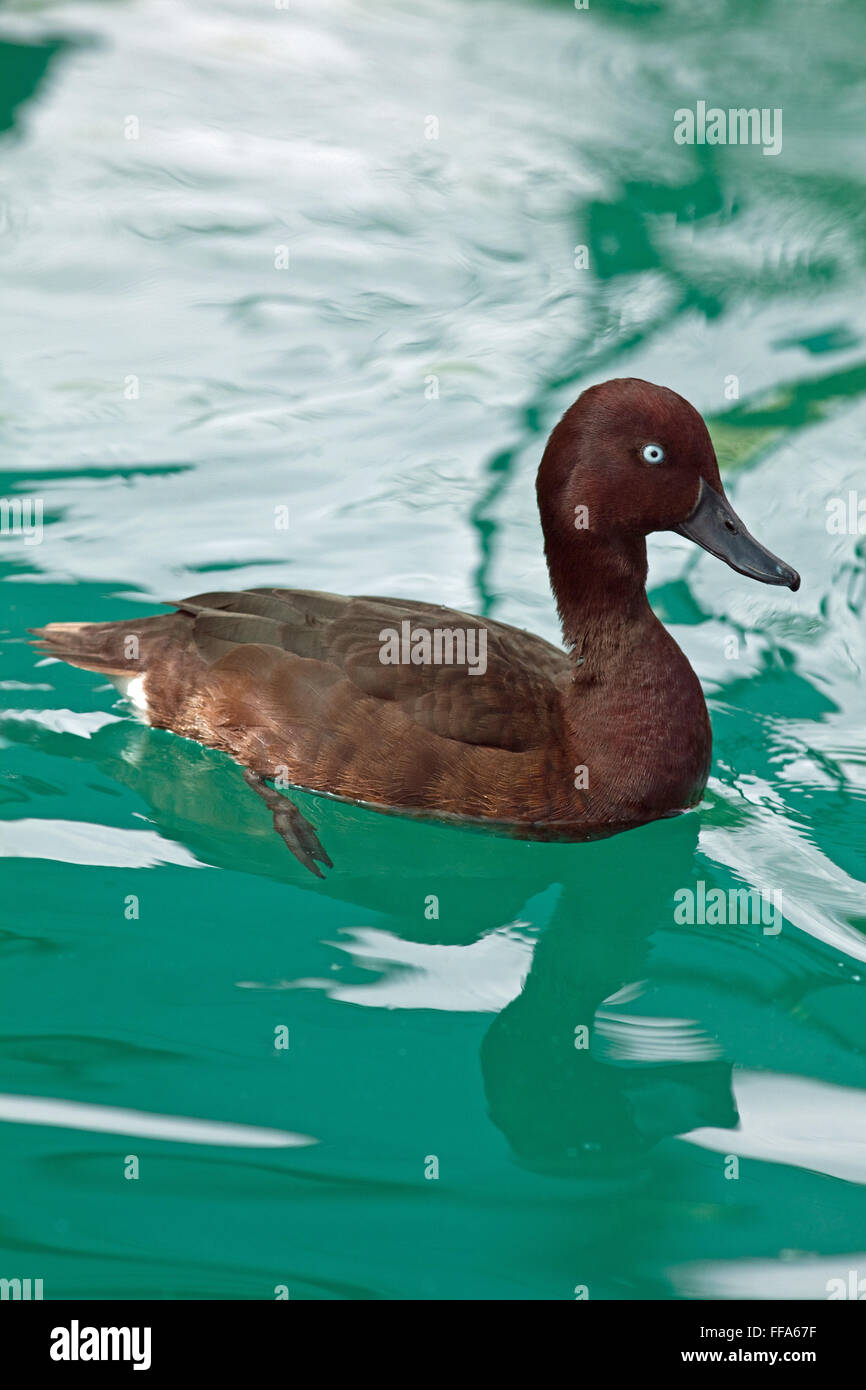 Madagascar Pochard or White-eye (Aytha innotata). Male. Endemic ...