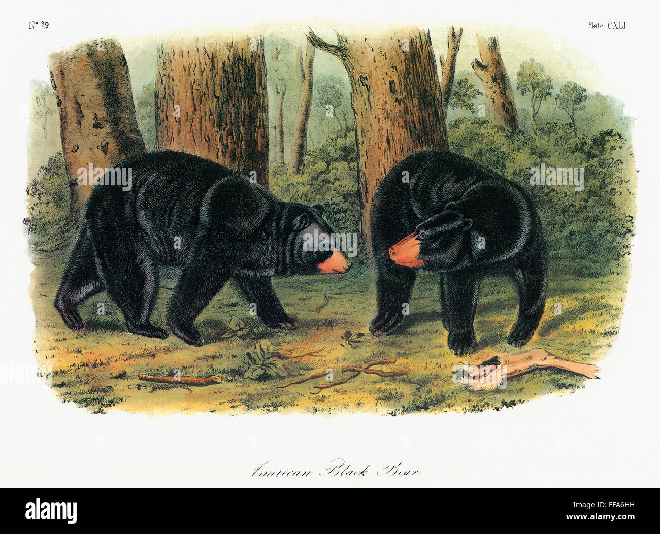 AUDUBON: BEAR. /nAmerican black bear (Ursus americanus). Lithograph ...