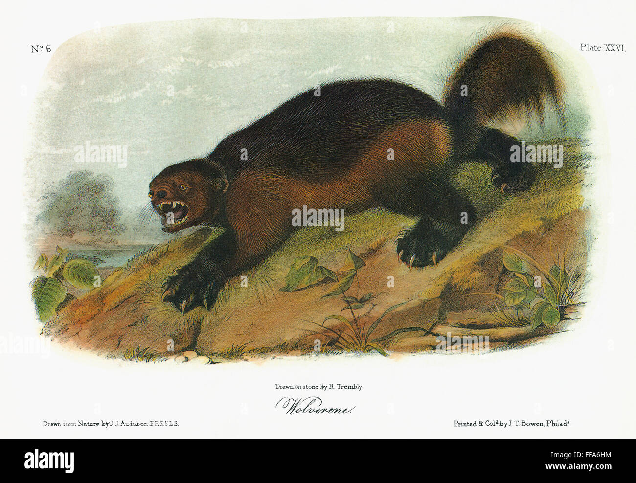 AUDUBON: WOLVERINE. /nWolverine (Gulo gulo luscus). Lithograph, c1849 ...