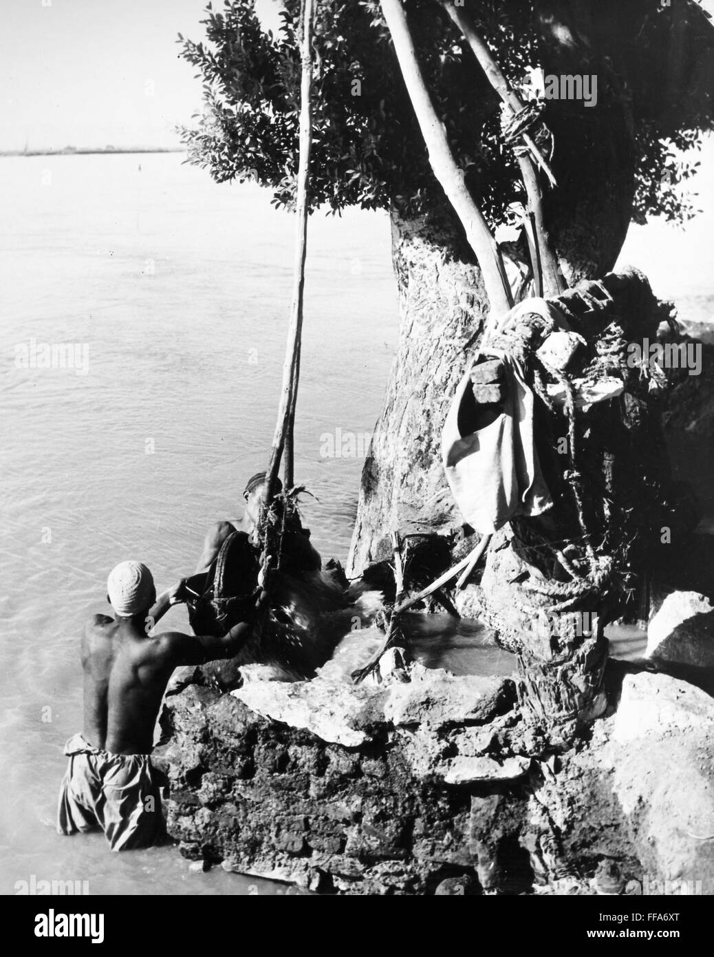 EGYPT: SHADOOF IRRIGATION. /nWater being lifted from river-level and ...