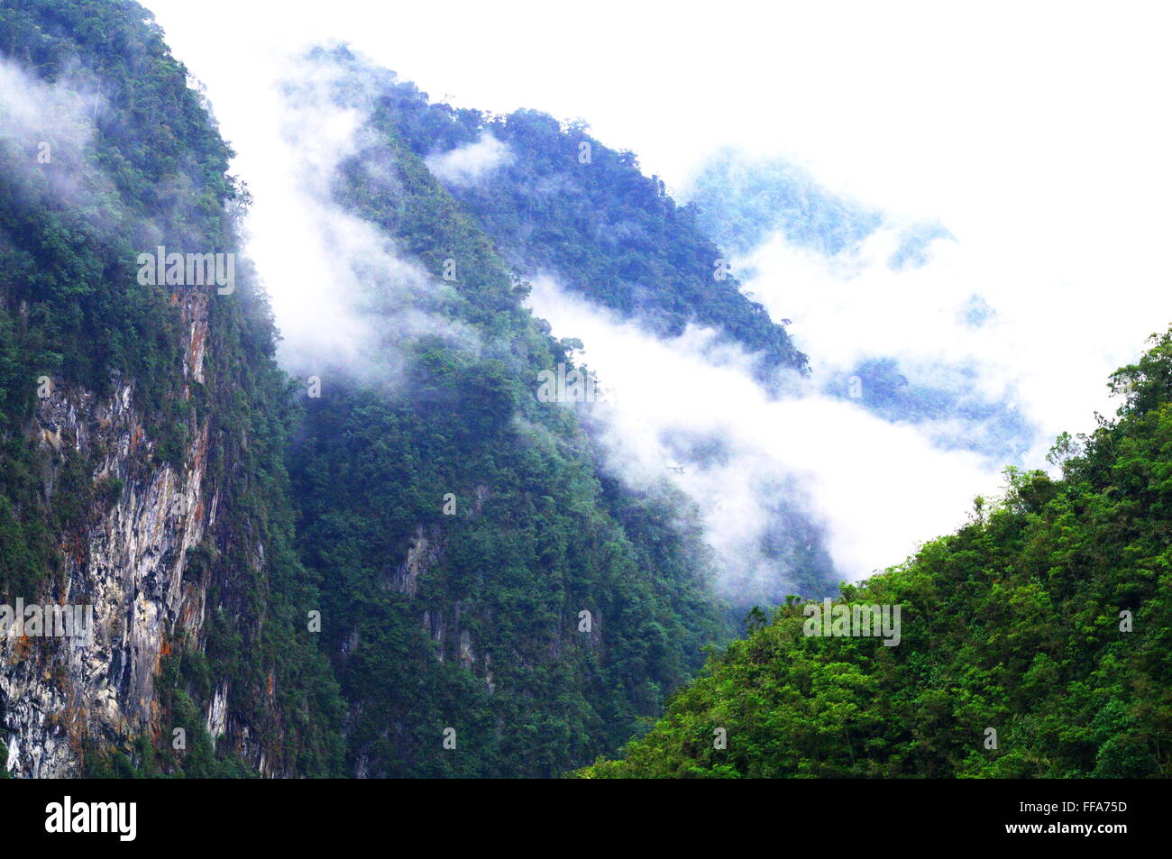Cloud forest of the Andes Stock Photo - Alamy