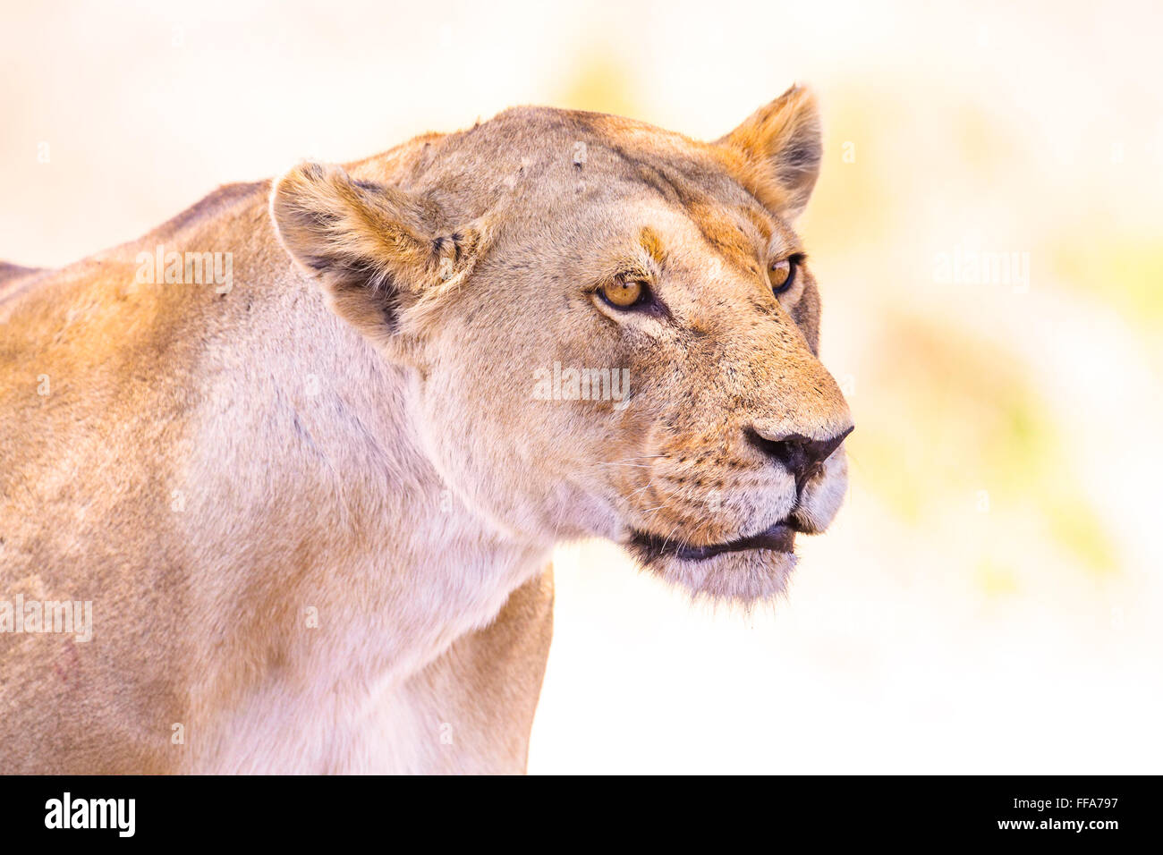 Savannah africa lioness hi-res stock photography and images - Alamy