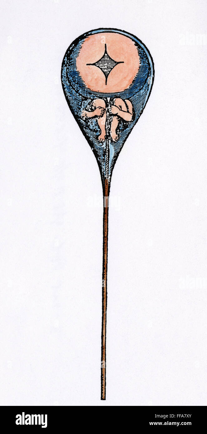 HUMAN SPERM, 17th CENTURY. /nHomunculus depicted inside human sperm ...