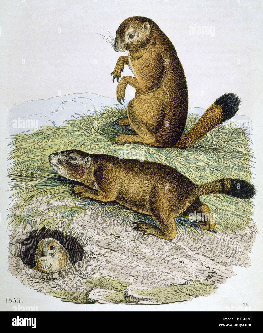 PRAIRIE DOGS, 1853. /nBlack-tailed Prairie Dog. Colored line engraving ...