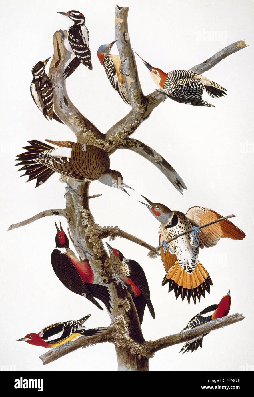 AUDUBON: WOODPECKERS. /nHairy Woodpeckers (top left); Red-bellied ...