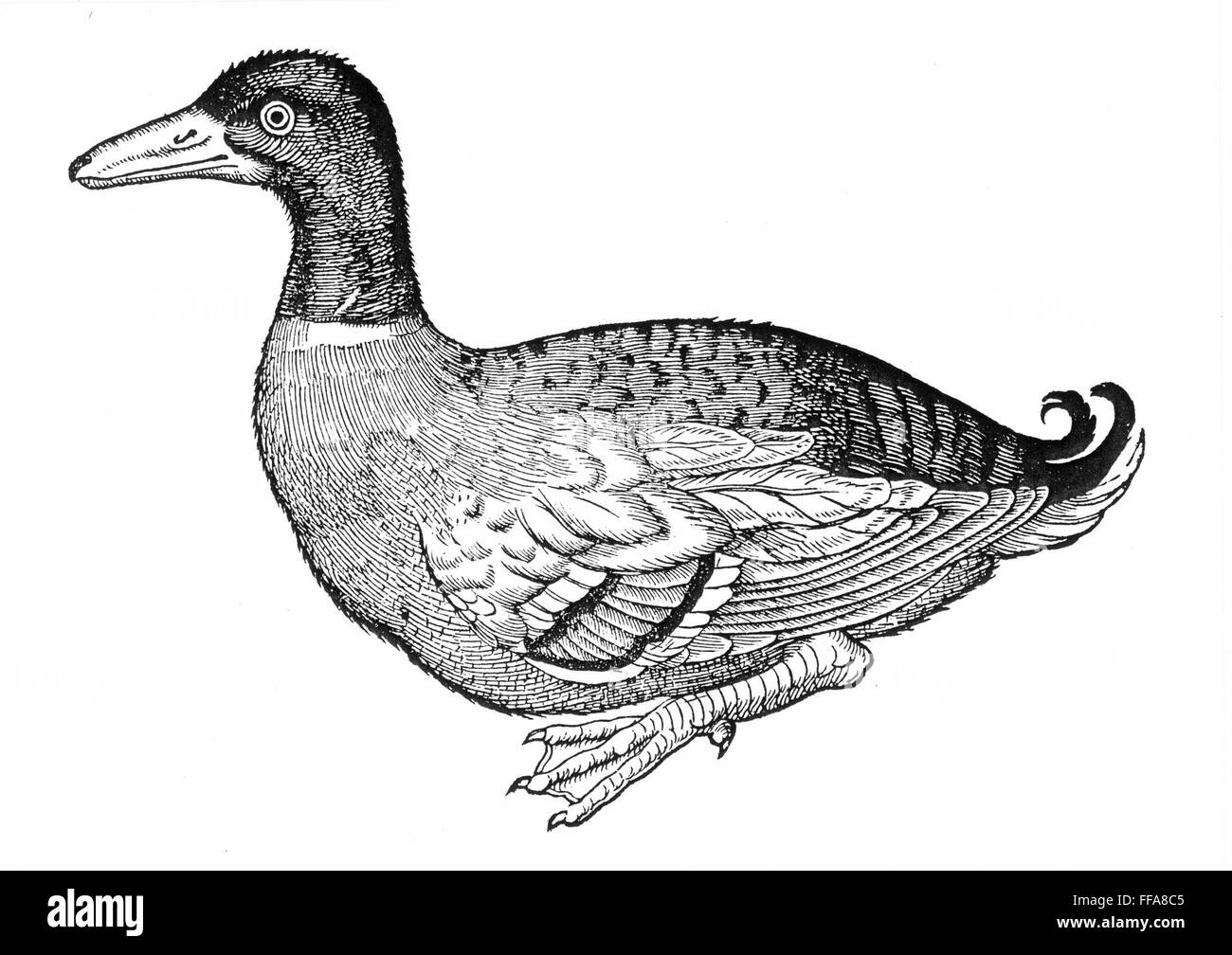 MALLARD DUCK. /nWoodcut, German, 1585 Stock Photo - Alamy