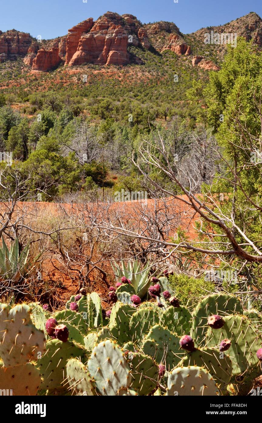 Red Rock Country, Sedona, Arizona Stock Photo - Alamy
