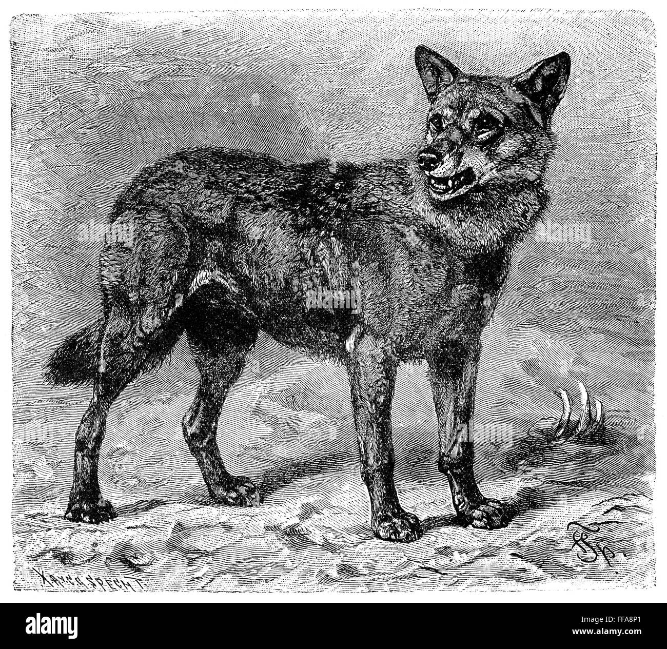 TIMBER WOLF. /nThe common gray wolf, or timber wolf (Canis lupus). Wood ...