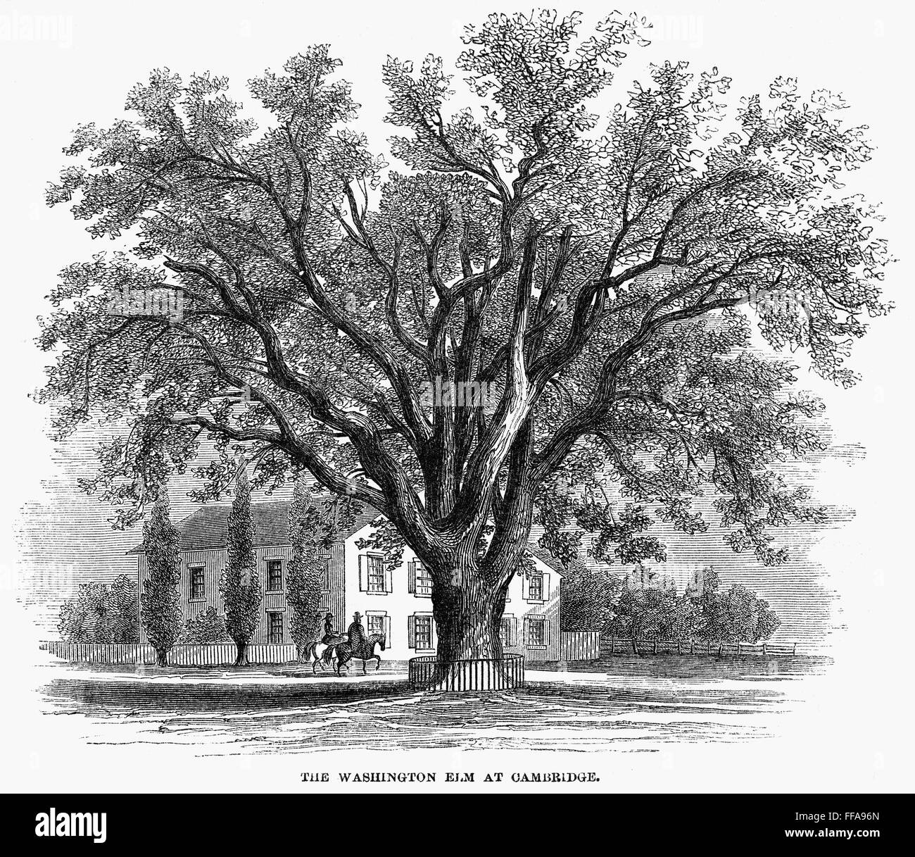 THE WASHINGTON ELM TREE. /nWashington Elm Tree at Cambridge ...