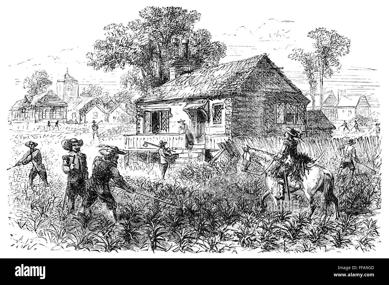 TOBACCO PLANTATION. /nThe cultivation of tobacco in 17th century ...