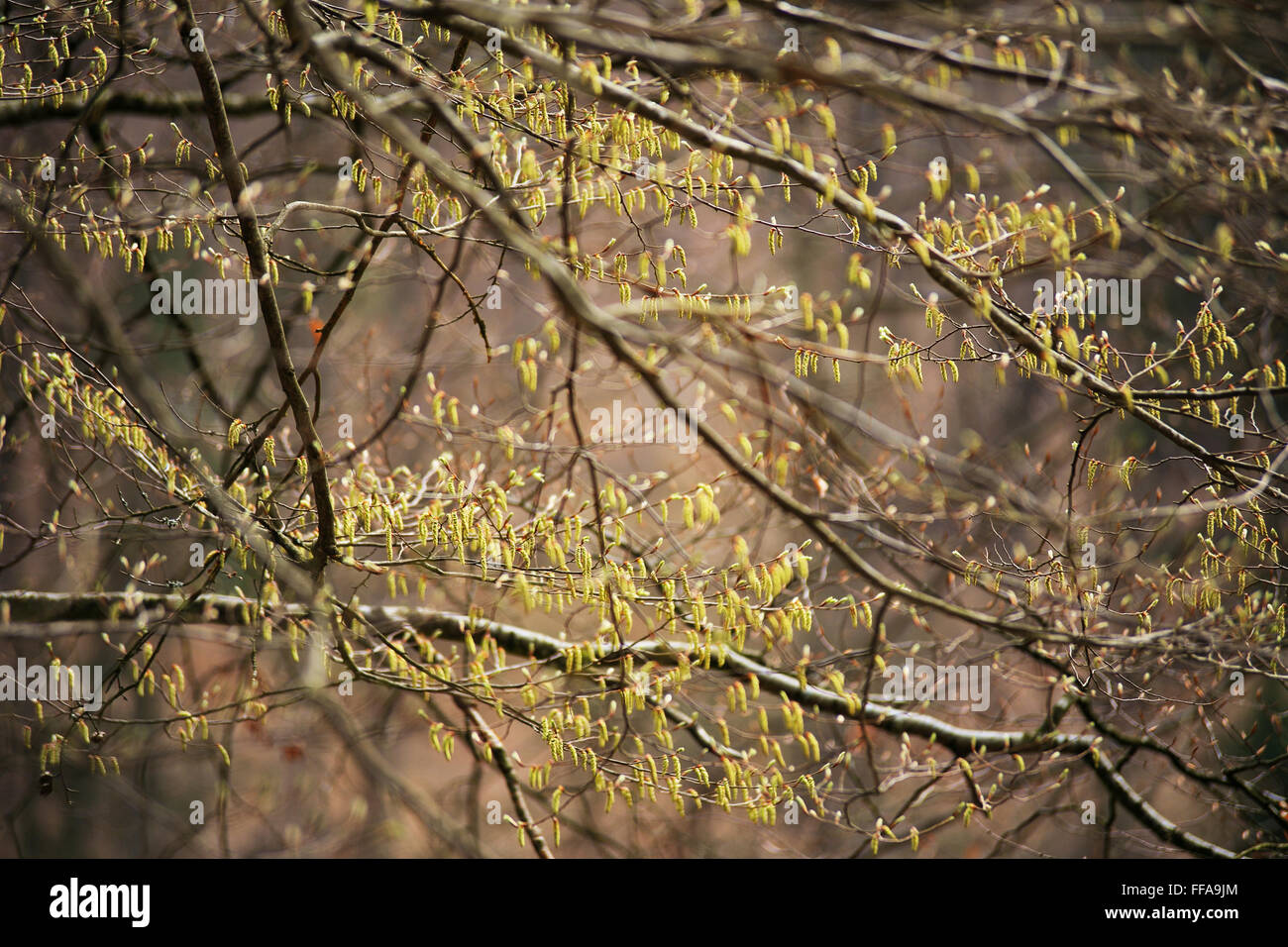 Spring trees in the park. April fresh leaf. Carpathian hills Stock ...