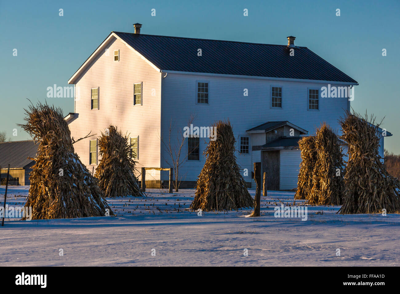 Corn shocks at an Amish farmhouse in winter in central Michigan near ...