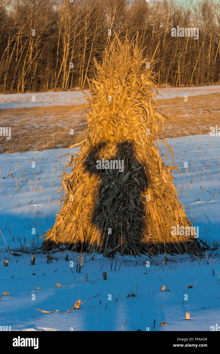 Corn shock hi-res stock photography and images - Alamy