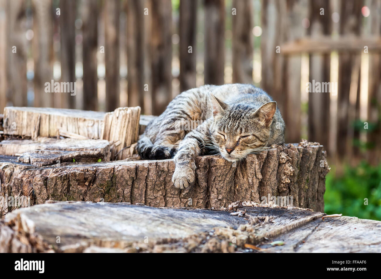 Cat sleeping on an old stump in summer day Stock Photo - Alamy