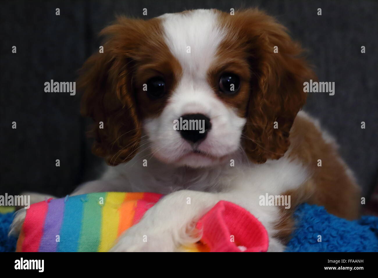 A Male Blenheim coloured Cavalier King Charles Spaniel Stock Photo - Alamy