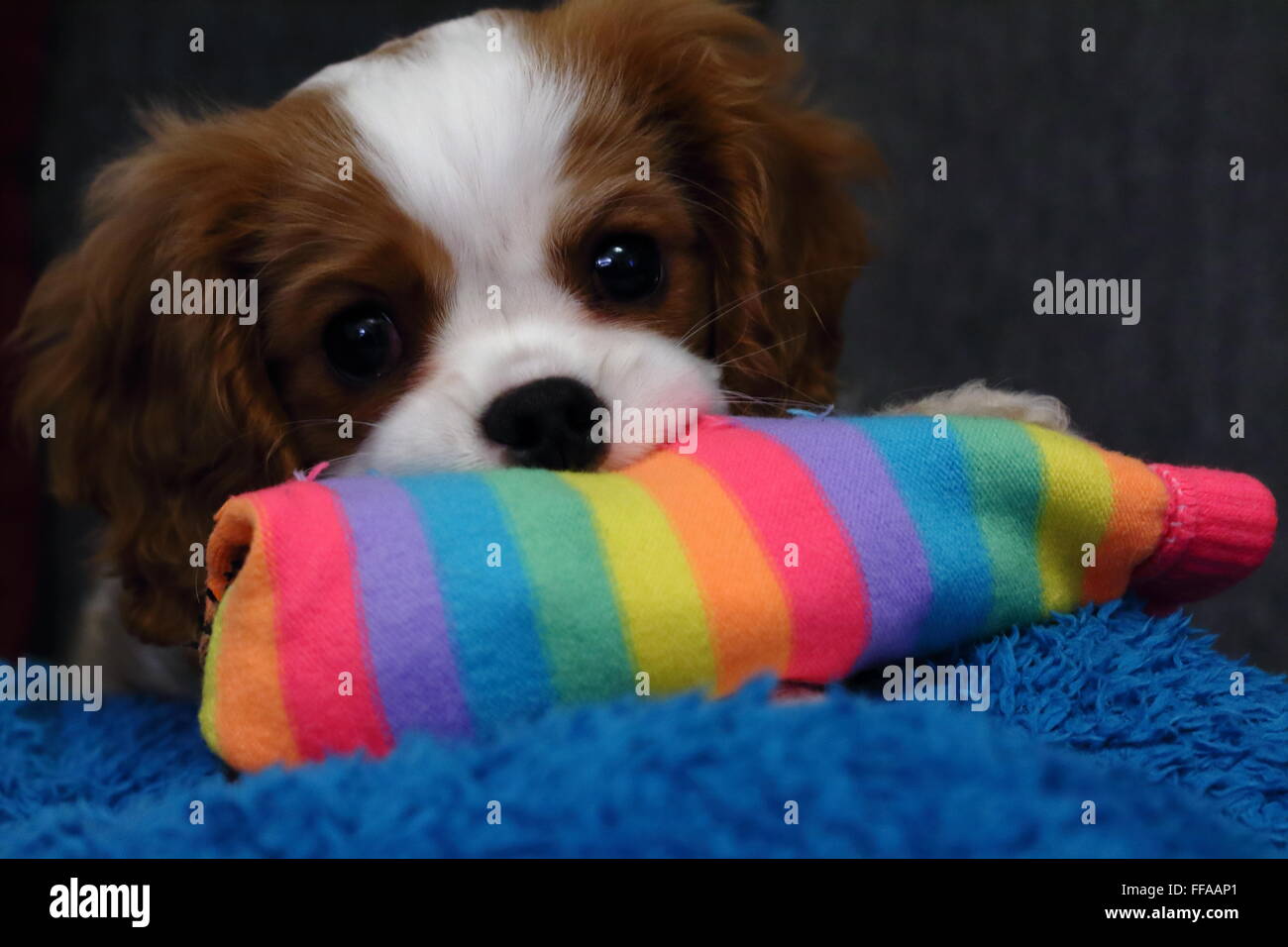 A Male Blenheim coloured Cavalier King Charles Spaniel Stock Photo - Alamy
