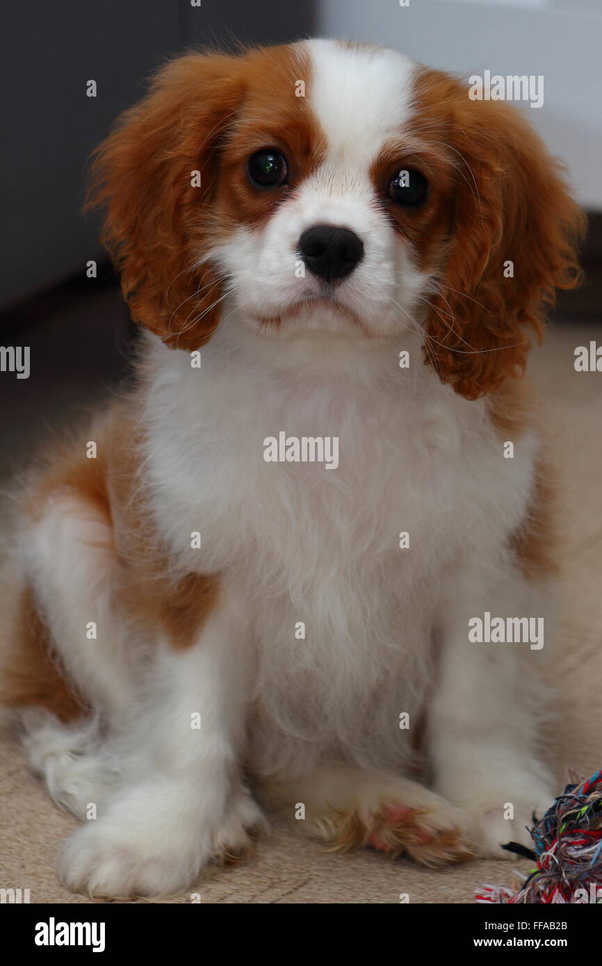A Male Blenheim coloured Cavalier King Charles Spaniel Stock Photo - Alamy