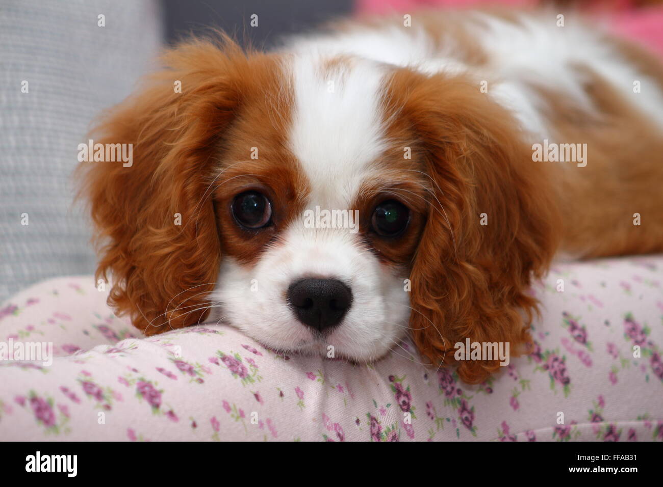 A Male Blenheim coloured Cavalier King Charles Spaniel Stock Photo - Alamy