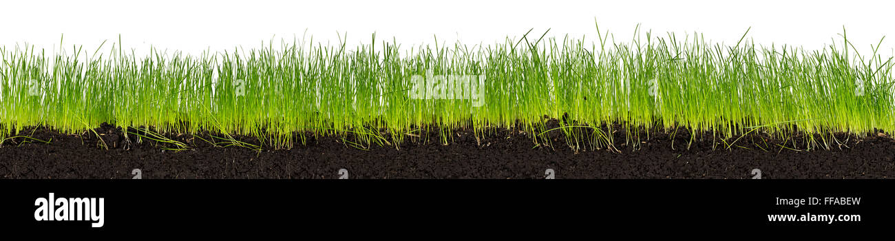 green grass with ground isolated on white background Stock Photo - Alamy