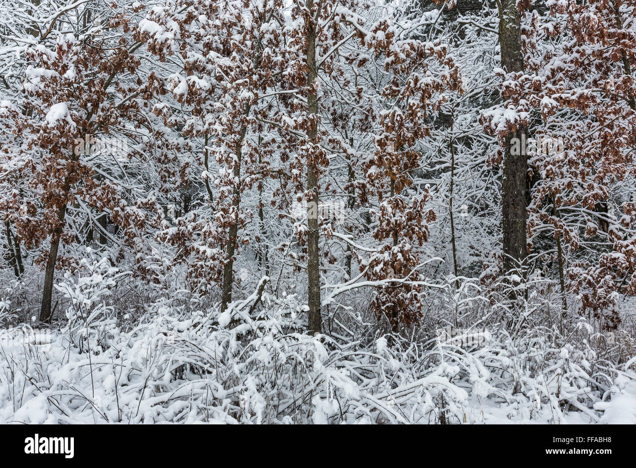 Snow-laden oak and other trees during winter in central Michigan, USA ...