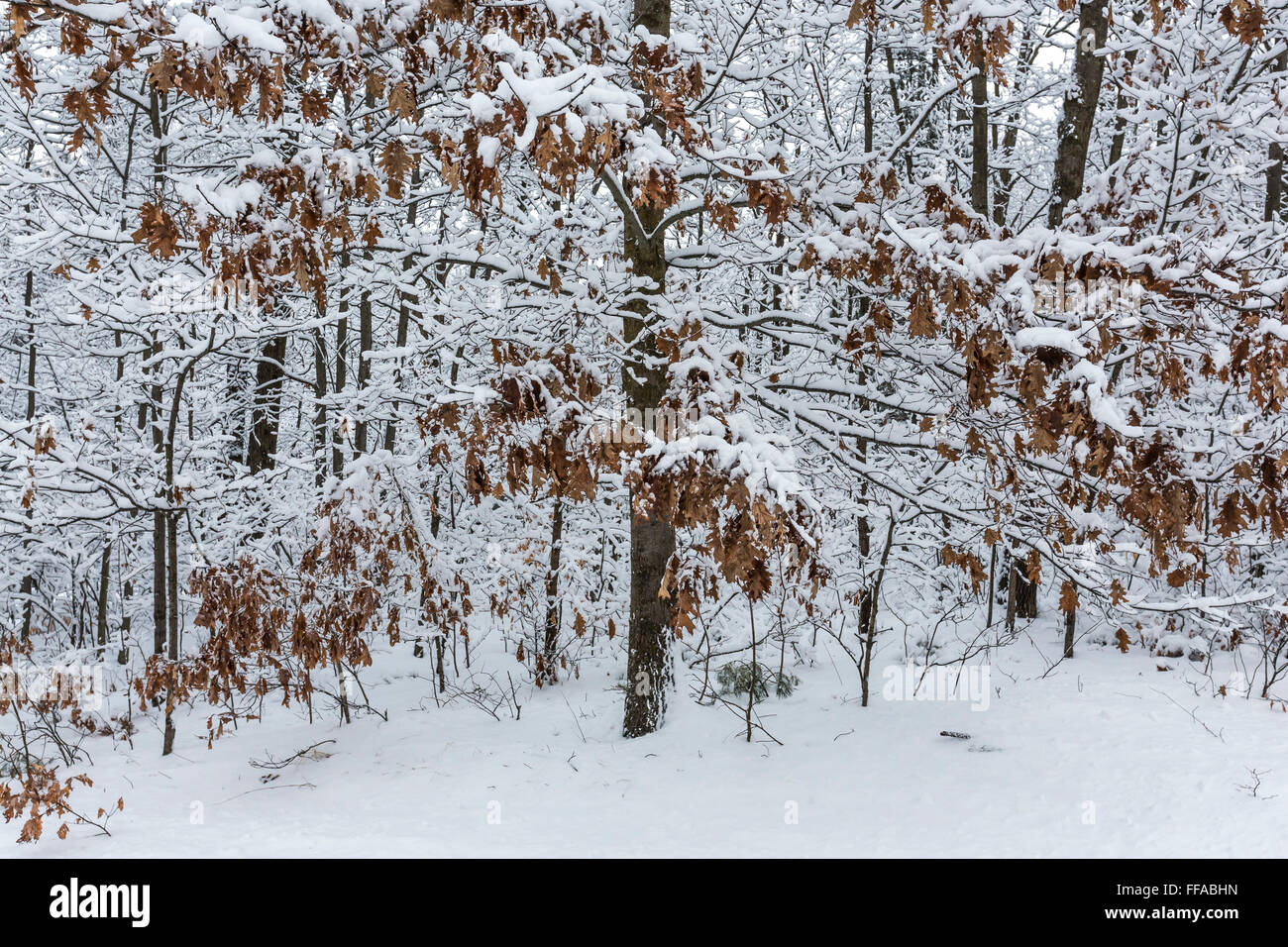 Snow-laden oak and other trees during winter in central Michigan, USA ...
