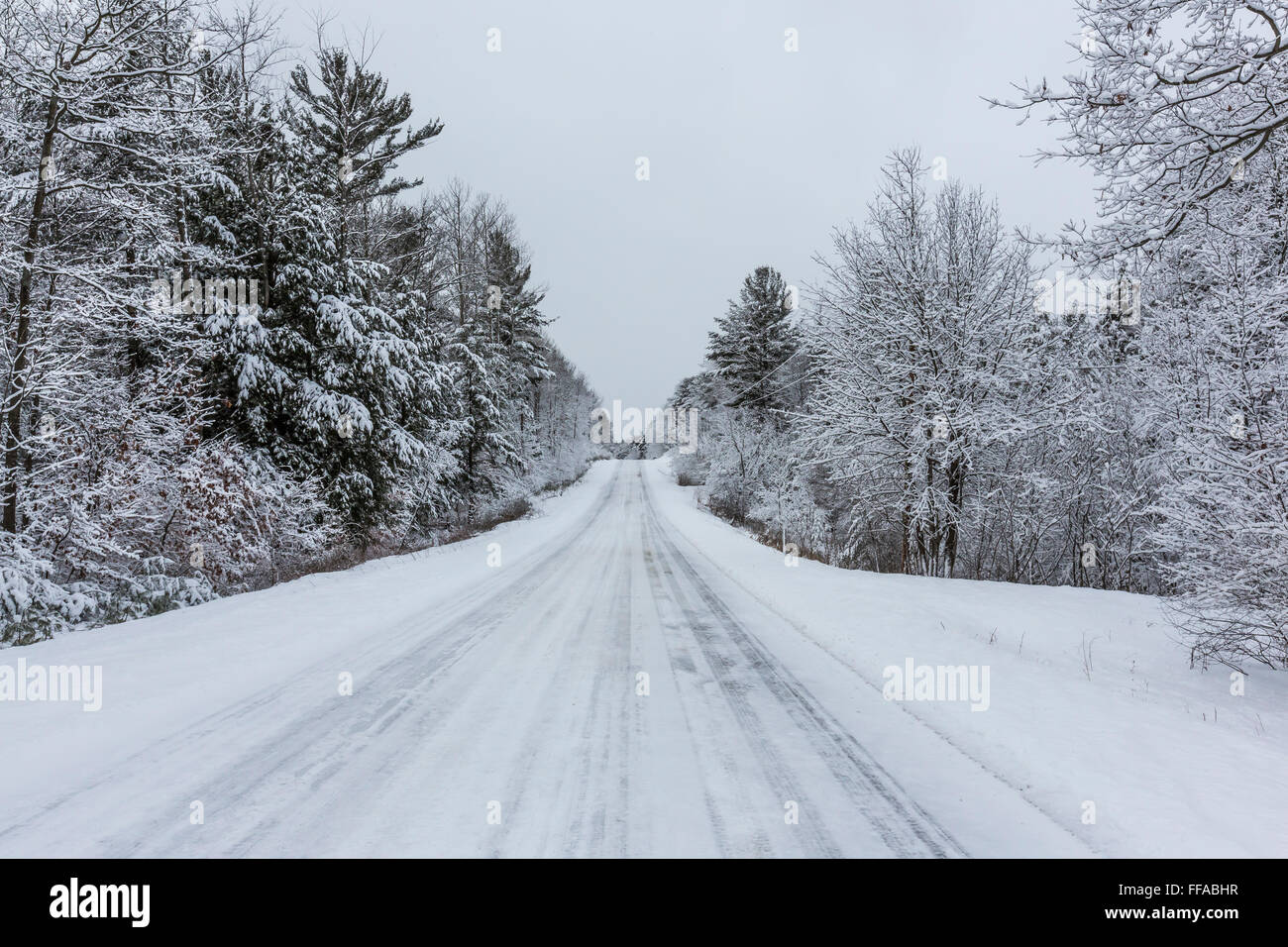 Snowstorm in forest snow covered hi-res stock photography and images ...